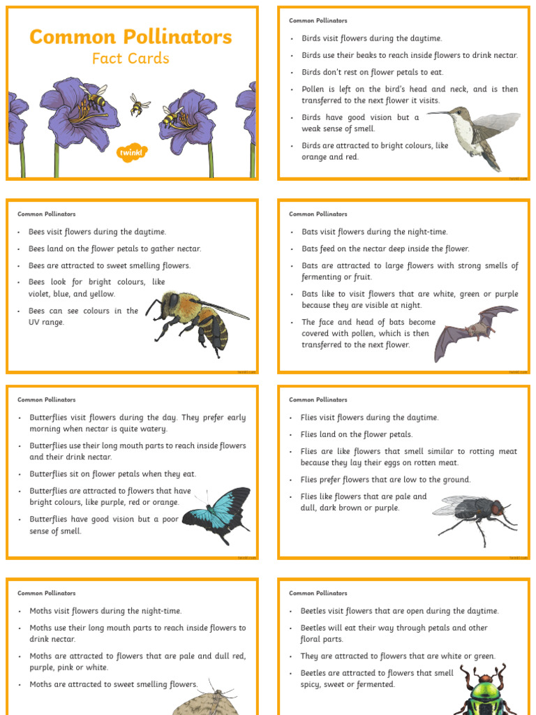 Common Pollinator Fact Cards | PDF | Flowers | Pollinators