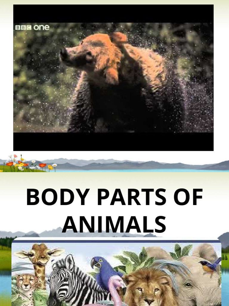 1 - Body Parts of Animals | PDF | Tooth | Tentacle