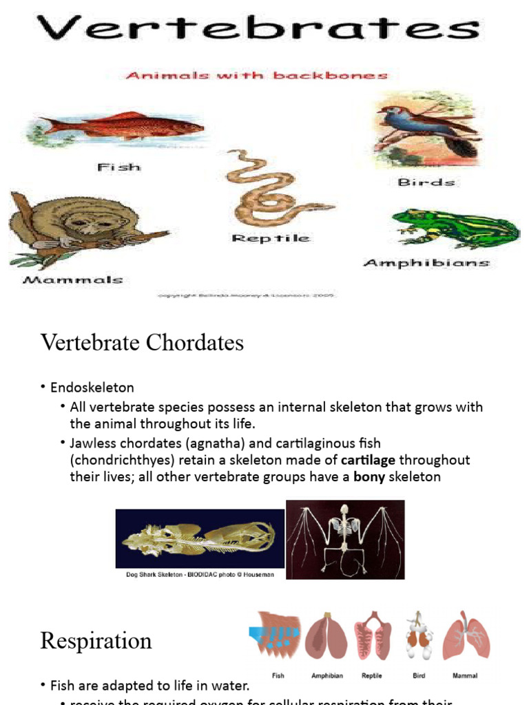 3a - Module 3 Biodiversity Animalia Part 3b 2020 | PDF | Amphibian | Fish