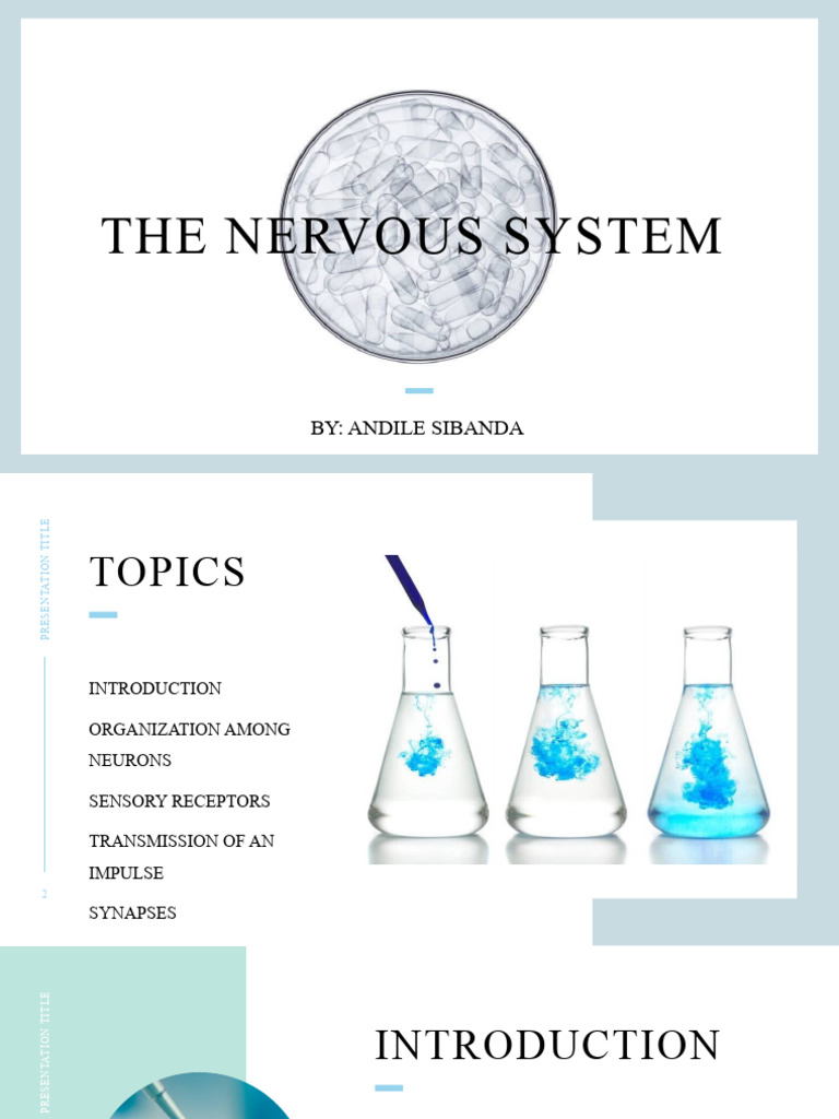 Nervous System Presentation A Level Biology | PDF | Nervous System | Nerve