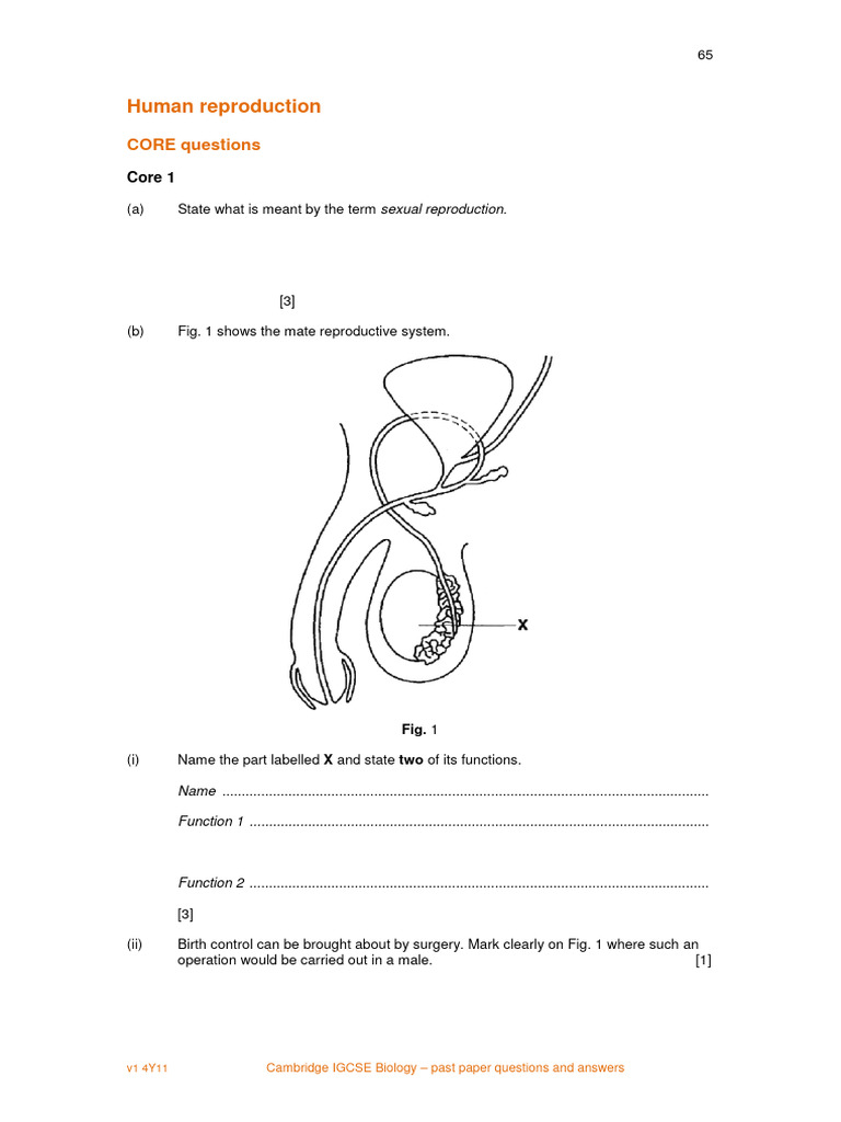 Human Reproduction CIE IGCSE 0610 PPQ | PDF | Fetus | Pregnancy