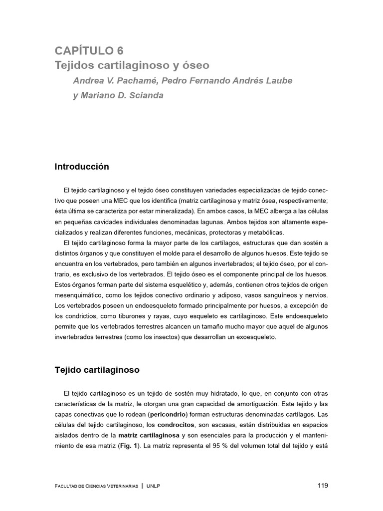 Tejidos Cartilaginoso y Óseo | PDF | Cartílago | Hueso