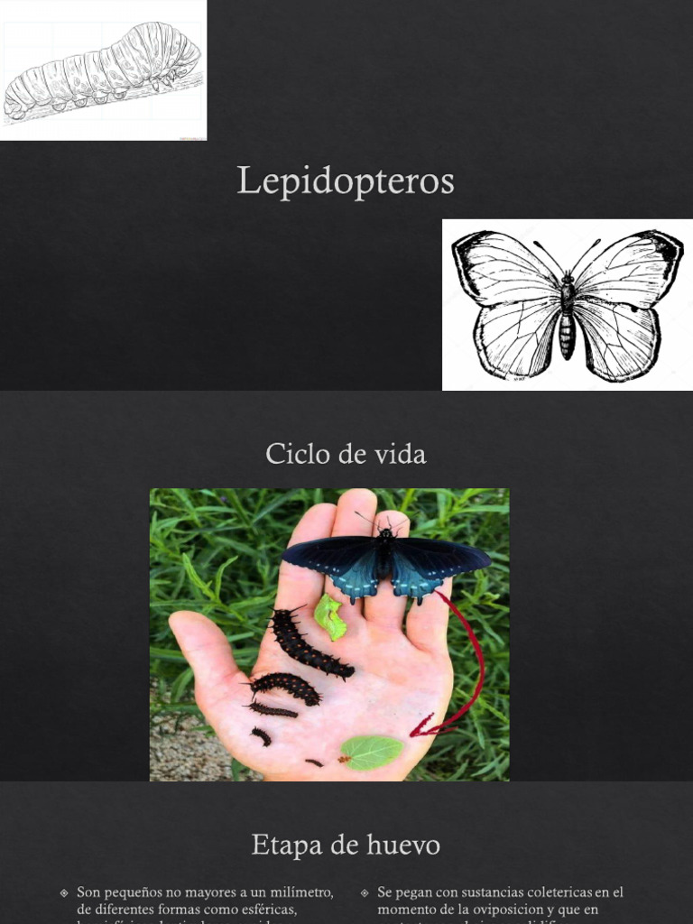 Lepidopteros | PDF