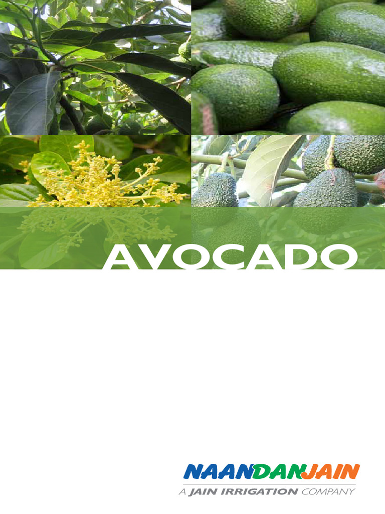 Avocado | PDF | Avocado | Agriculture
