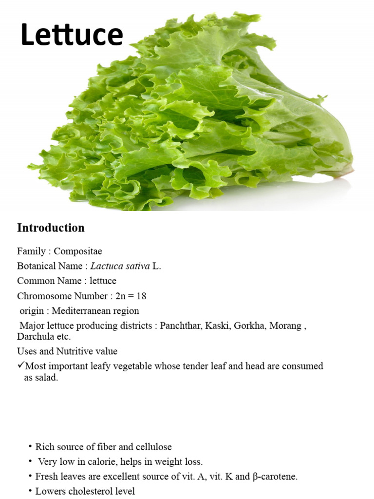 Lettuce | PDF | Lettuce | Plants