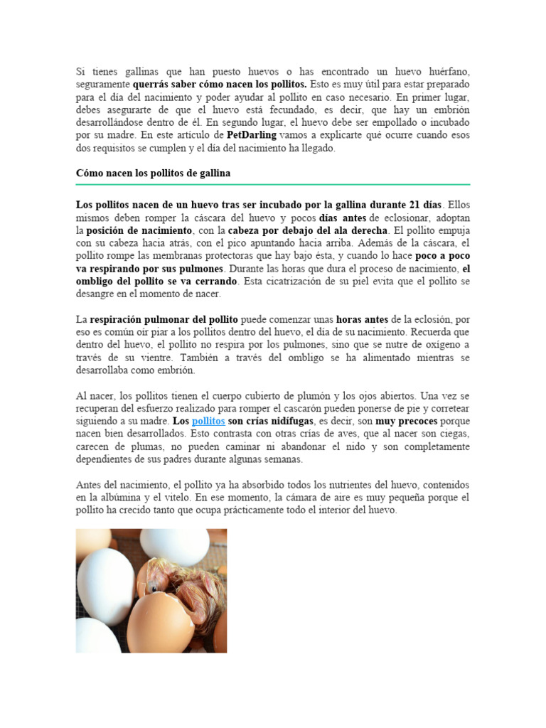 Como Nacen Los Pollitos | PDF | Pollo | Huevo
