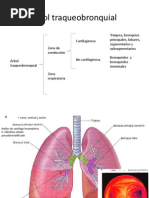 CAPÍTULO 17 - Prurigo Por Insectos (Cimiciasis) | PDF | Insecticida ...