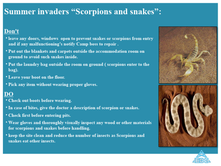 Scorpions and Snakes Precautions | PDF