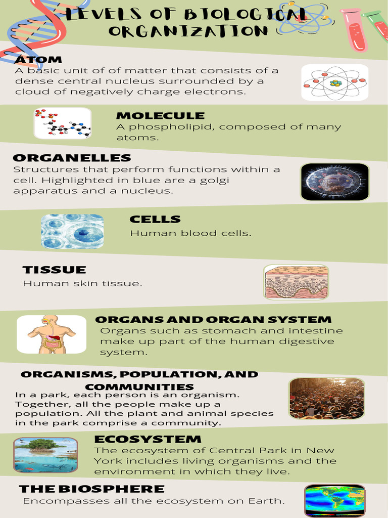 Levels of Bio Org | PDF