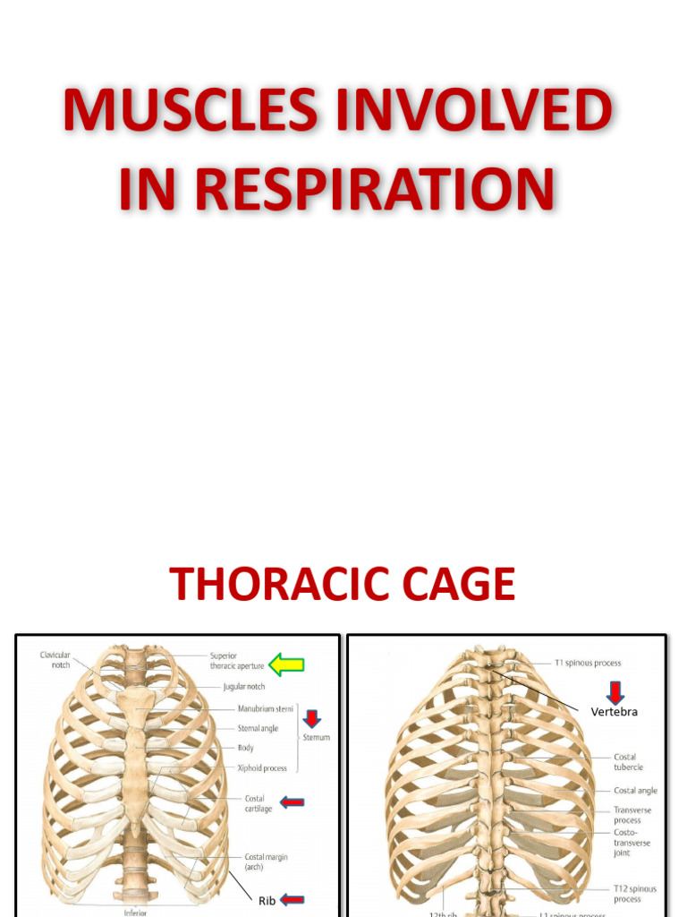 Anatomy of Respiratory Muscles | PDF | Abdomen | Thorax (Human Anatomy)