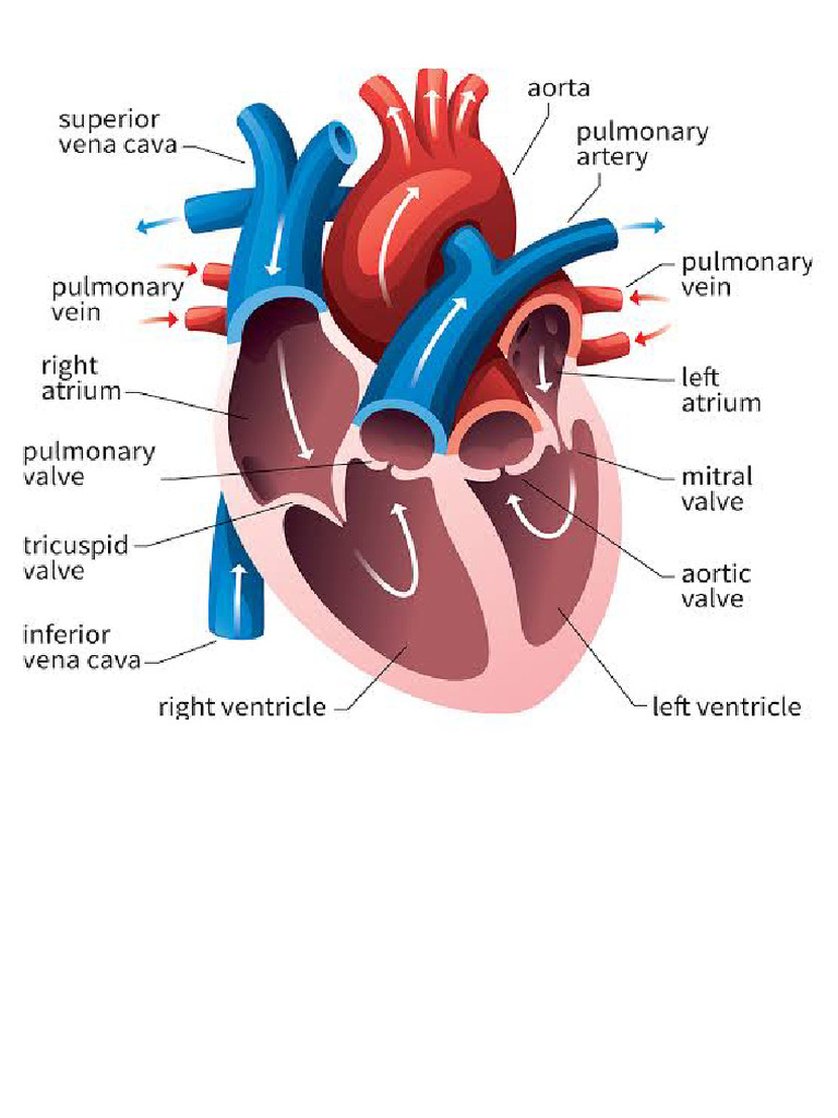 Chambers of Human Heart | PDF