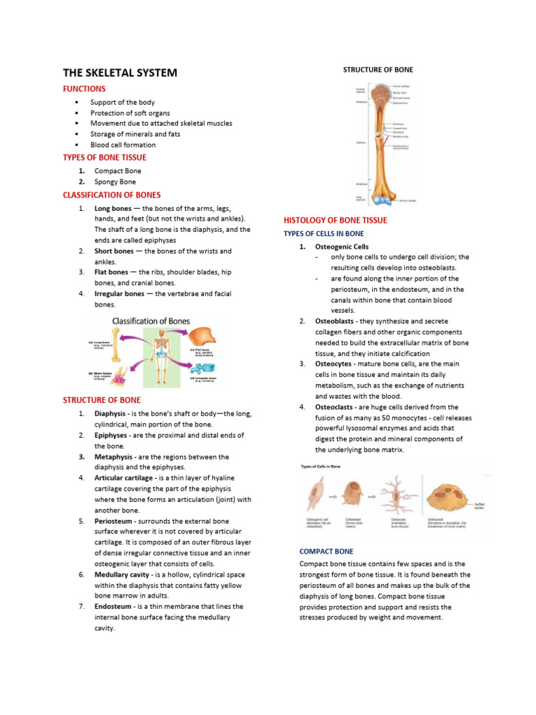 (W9) The Skeletal System | PDF | Bone | Skull