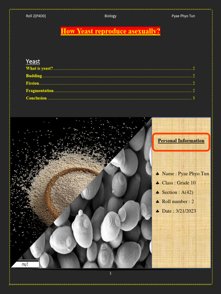 Yeast (Pyae Phyo Tun) | PDF