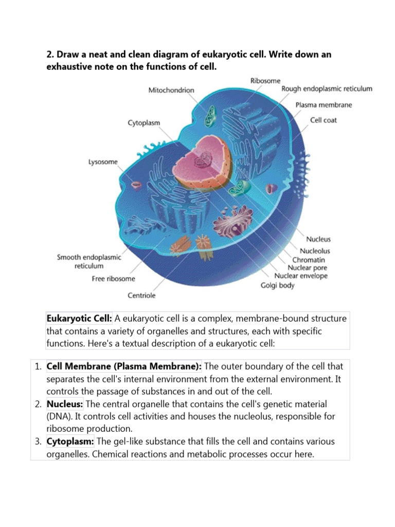 Draw A Neat and Clean Diagram of Eukaryotic Cell. Write Down An ...