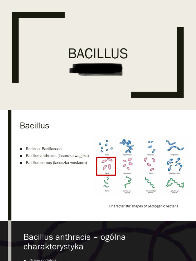 Bacillus - Presentation | PDF