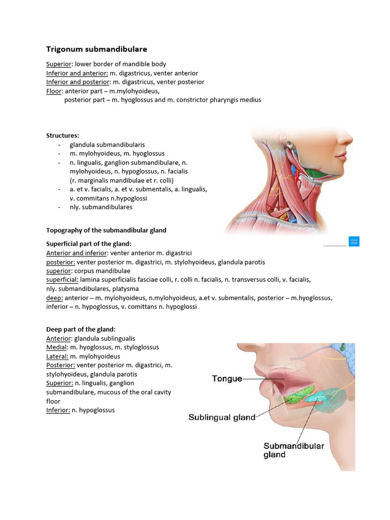 Submandibular Triangle and Lingual Triangles (Blazevic) | PDF ...