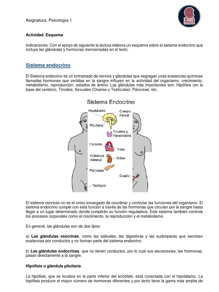 Esquema del Sistema Endocrino Humano | PDF | Sistema endocrino | Glándula pituitaria