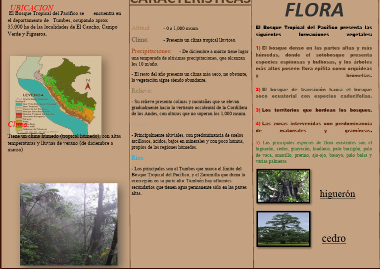 Triptico | PDF | Zona tropical | Los bosques