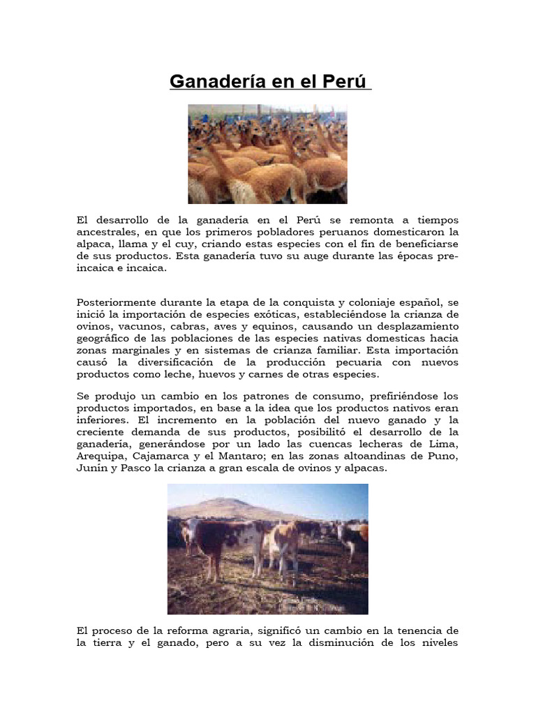 Ganadería en El Perú | PDF | Camello | Carne