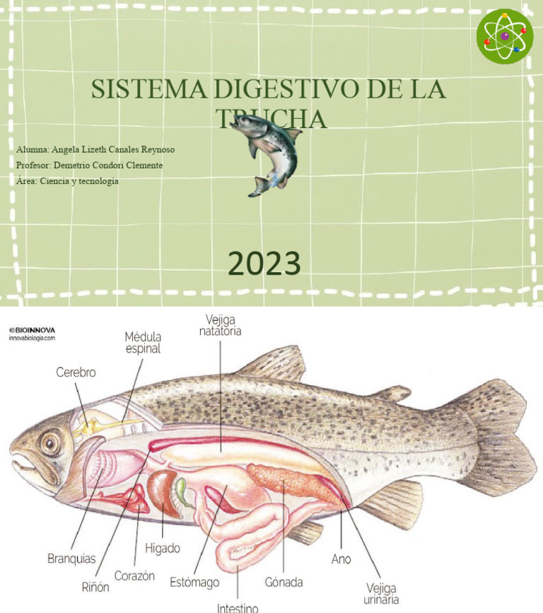 Sistema Digestivo de La Trucha | PDF