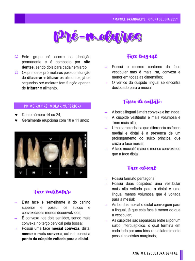 Anatomia Dental - Pré-Molares | PDF | Dente