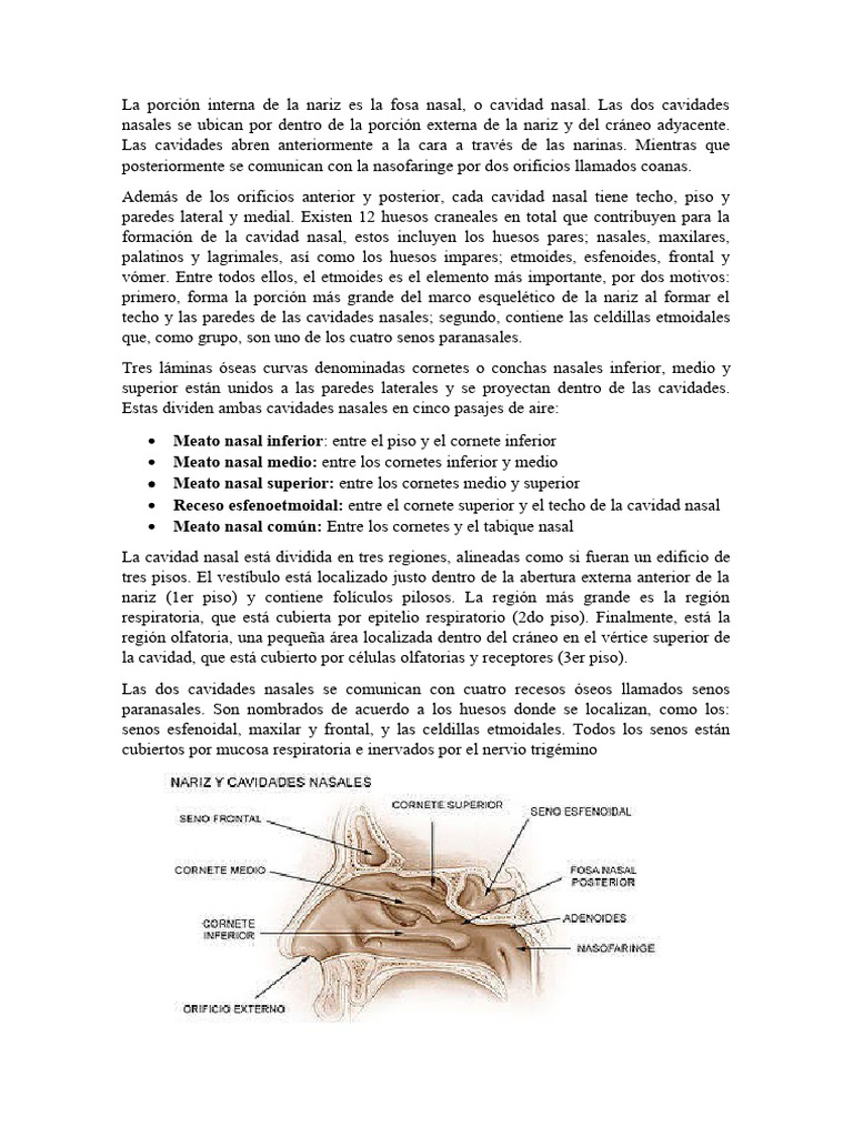 La Porción Interna de La Nariz Es La Fosa Nasal | PDF | Pulmón | Laringe