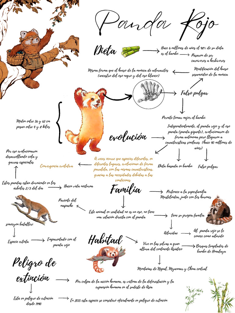 Panda Rojo | PDF | Panda gigante | Osos