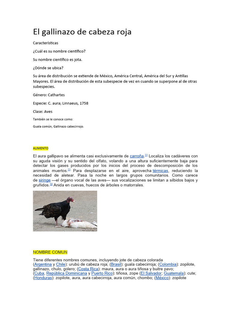 Características del gallinazo cabeza roja | PDF | Aves de presa | Aves