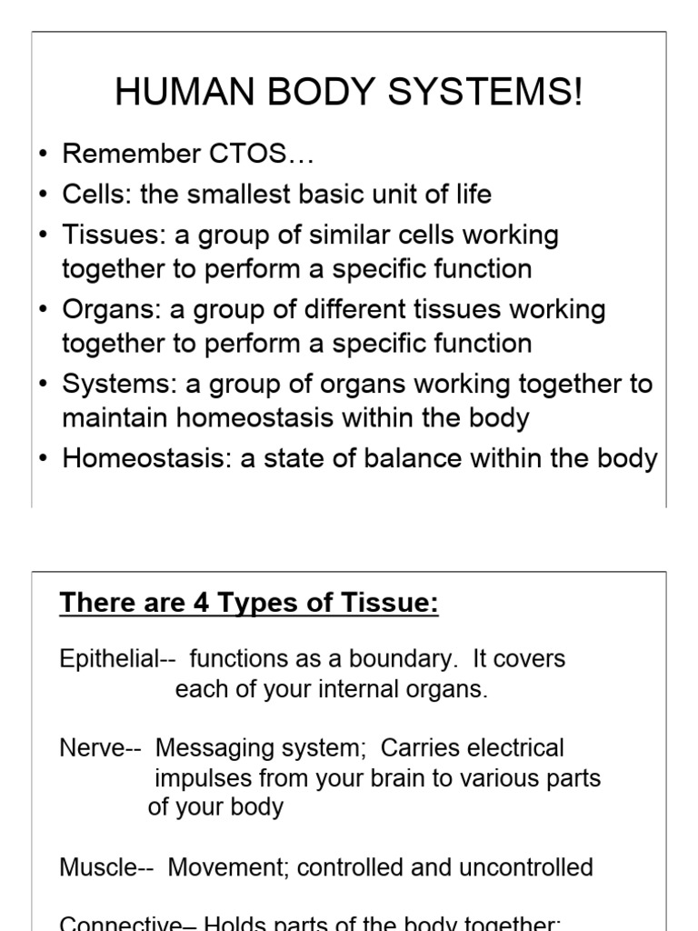 Overview of the Skeletal System | PDF | Skeleton | Bone