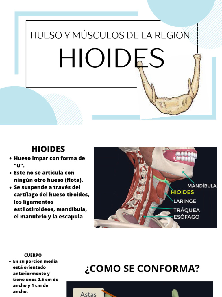 Anatomía del Hueso Hioides y Músculos | PDF | Laringe | Anatomía humana