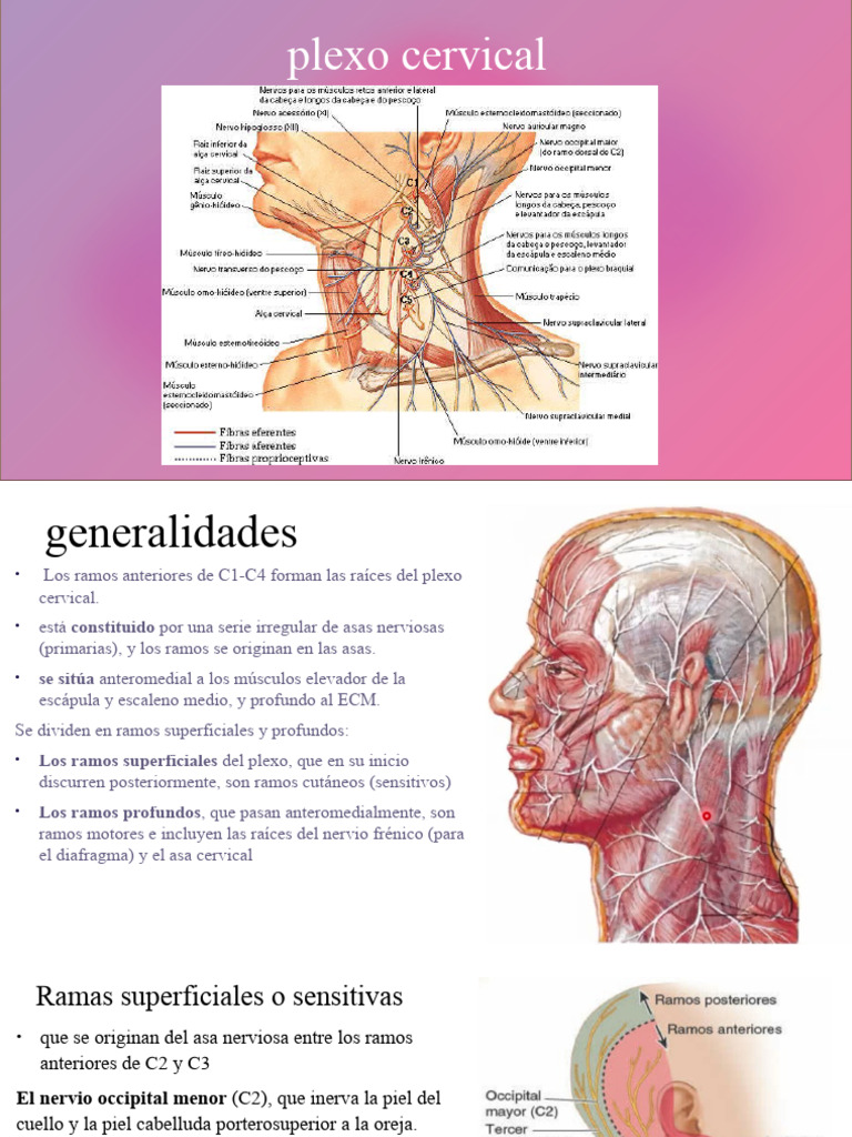 Plexo Cervical y Braquial | PDF | Neuroanatomía | Sistema nervioso