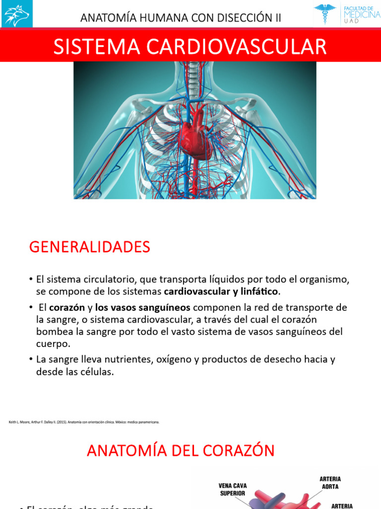 Sistema Cardiovascular | PDF | Sistema circulatorio | Artería
