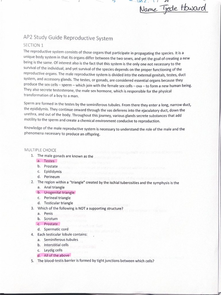Reproductive System Study Guide | PDF