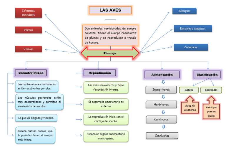 Mapa Conceptual Bello de Las Aves | PDF