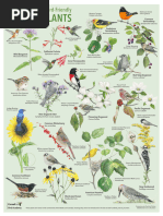 North American Tree Identification Guide | PDF | Flora | Trees