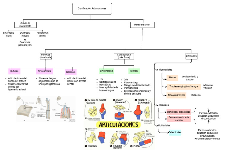 Tipos y Clasificación de Articulaciones | PDF | Articulación | Anatomía humana