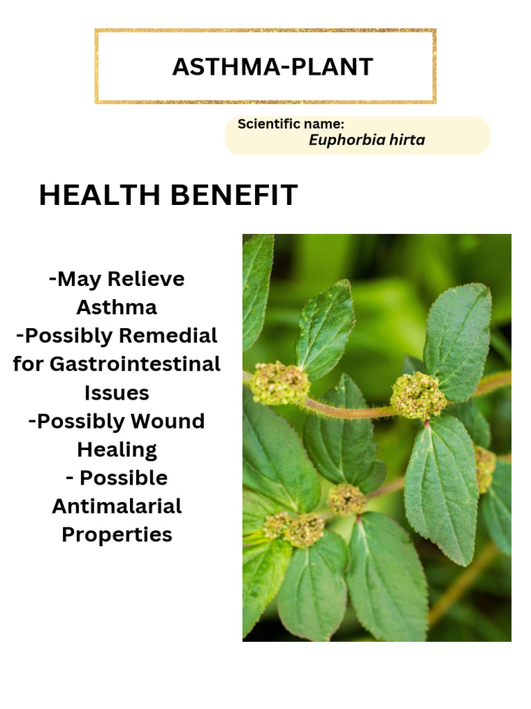 Asthma Plant | PDF | Garlic | Turmeric