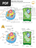 Actividad Celulas Vegetal y Animal | PDF | Biología Celular) | Citoplasma