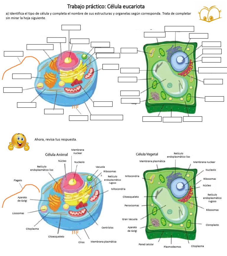 Hojas De Trabajo Sobre Células Animales Y Vegetales #CapCut