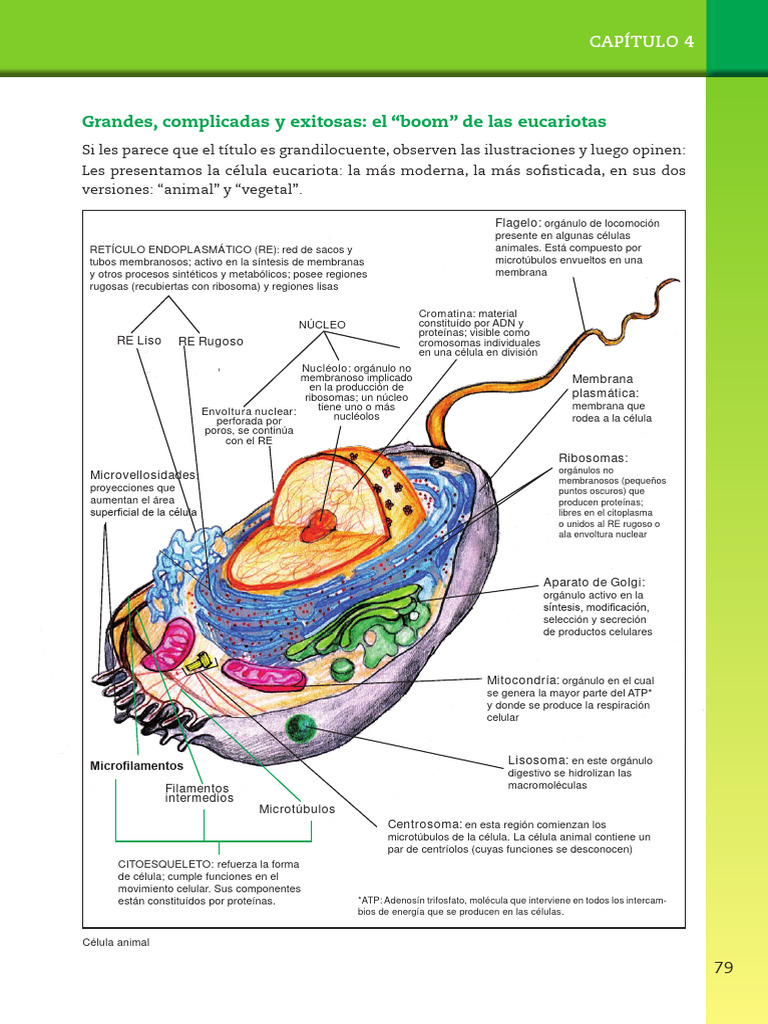 Célula Animal y Vegetal | PDF | Biología Celular) | Citoplasma