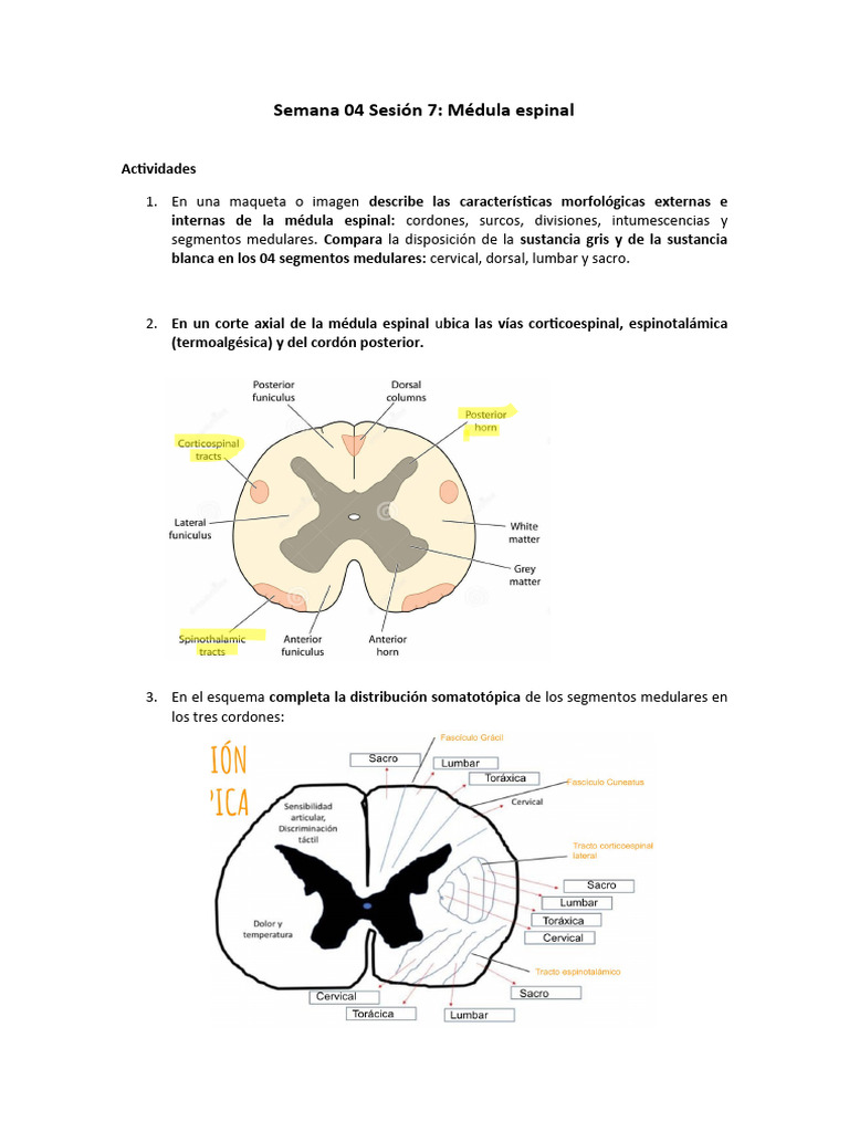 Morfología y Función de la Médula Espinal | PDF | Médula espinal | Anatomía