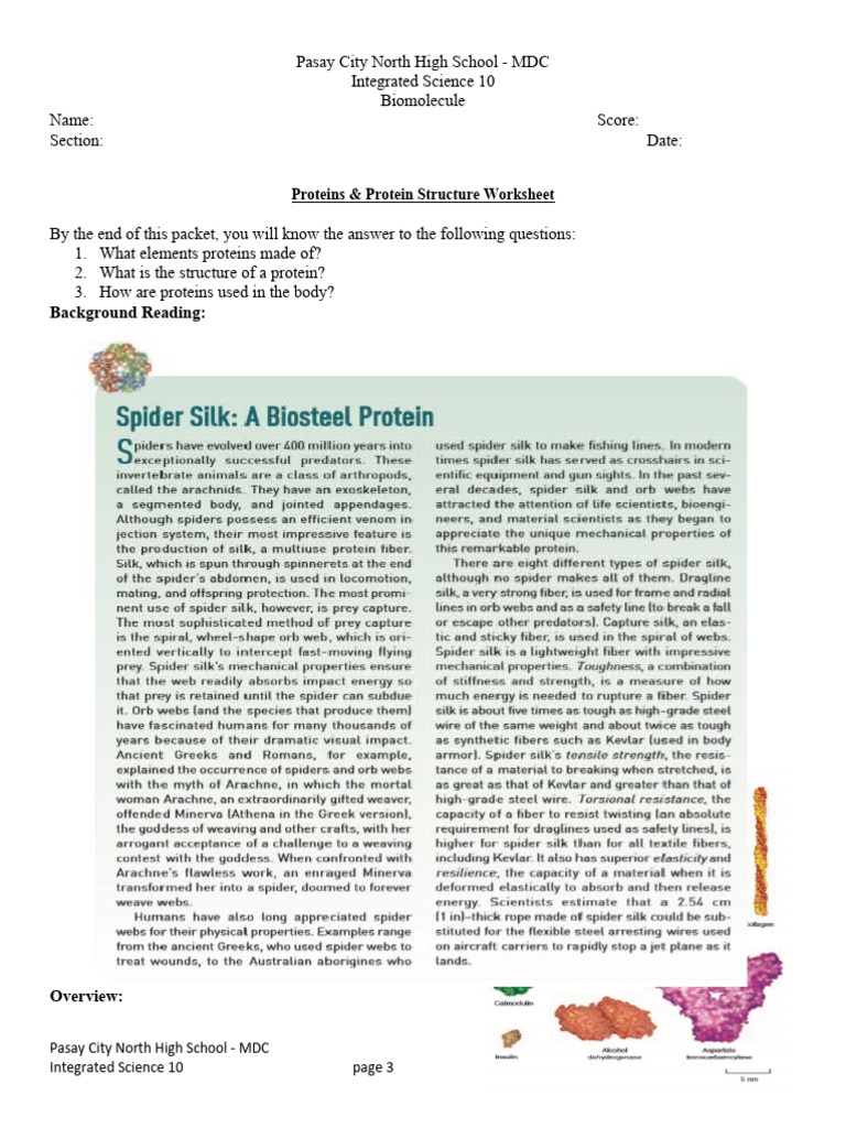 Protein Structure Function and Uses Worksheet | PDF | Proteins | Organisms