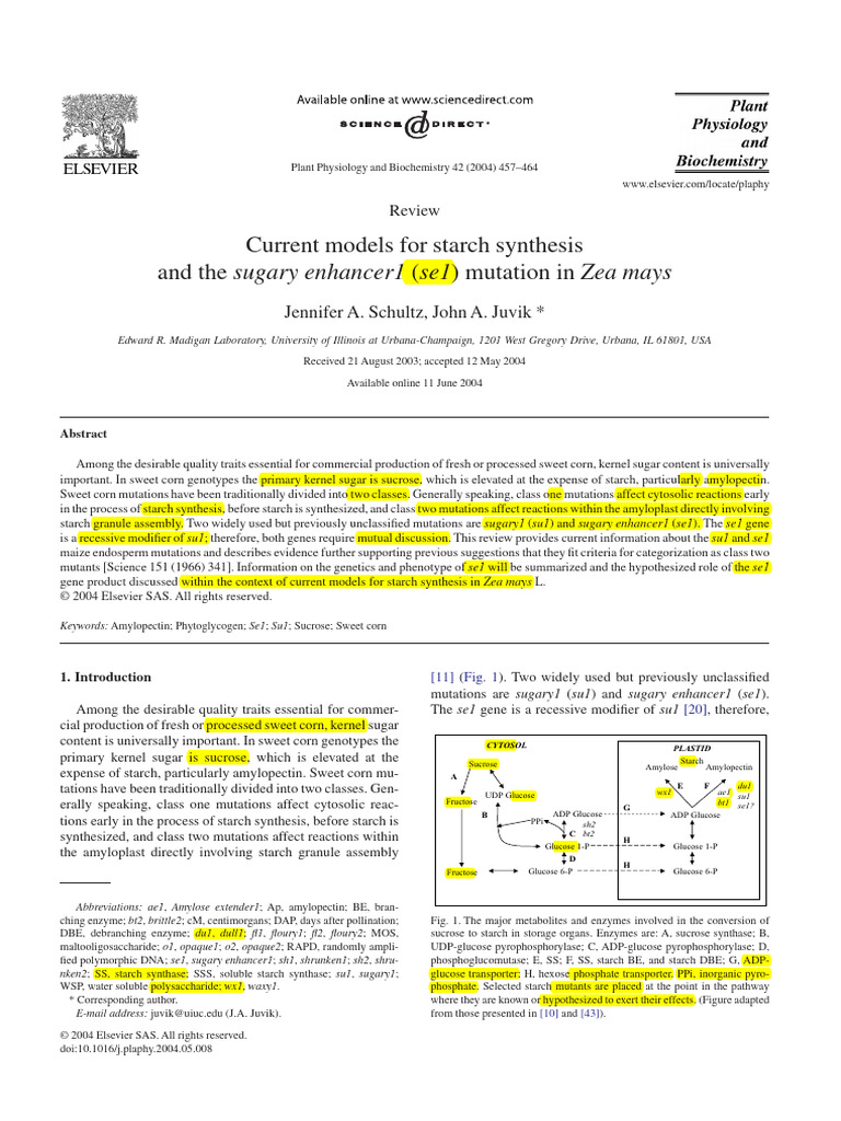 2004 - Se1 Current Models For Starch Synthesis | PDF | Starch | Mutation