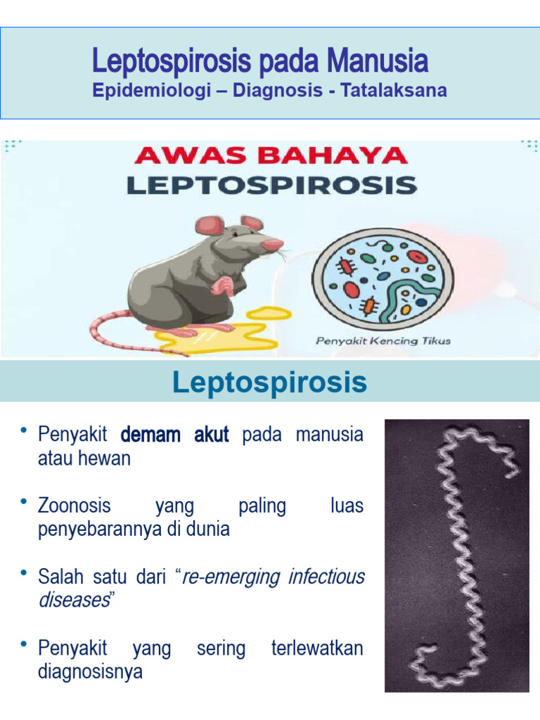 Tatalaksana Leptospirosis pada Manusia | PDF