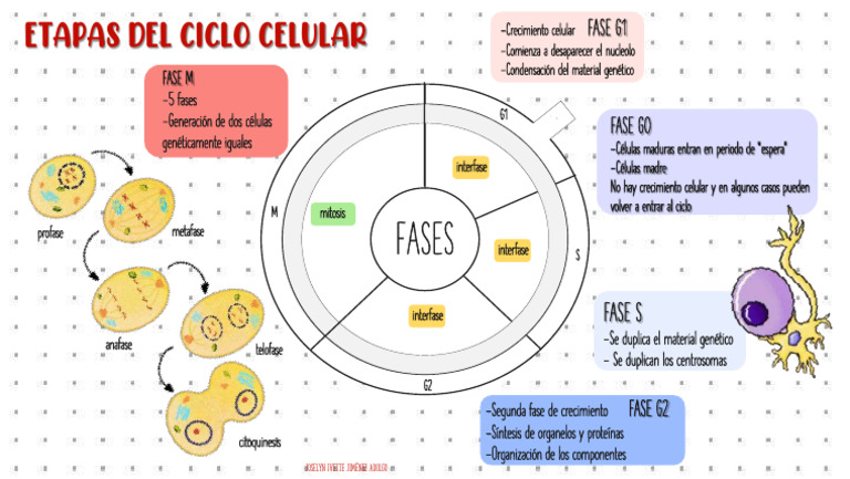 Ciclo Celular: Fases y Etapas Clave | PDF