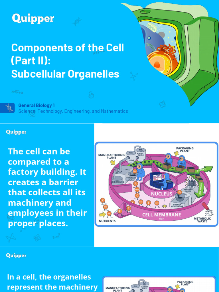 LESSON 2 - SUBCELLULAR ORGANELLES. PART 2pdf | PDF | Endoplasmic ...