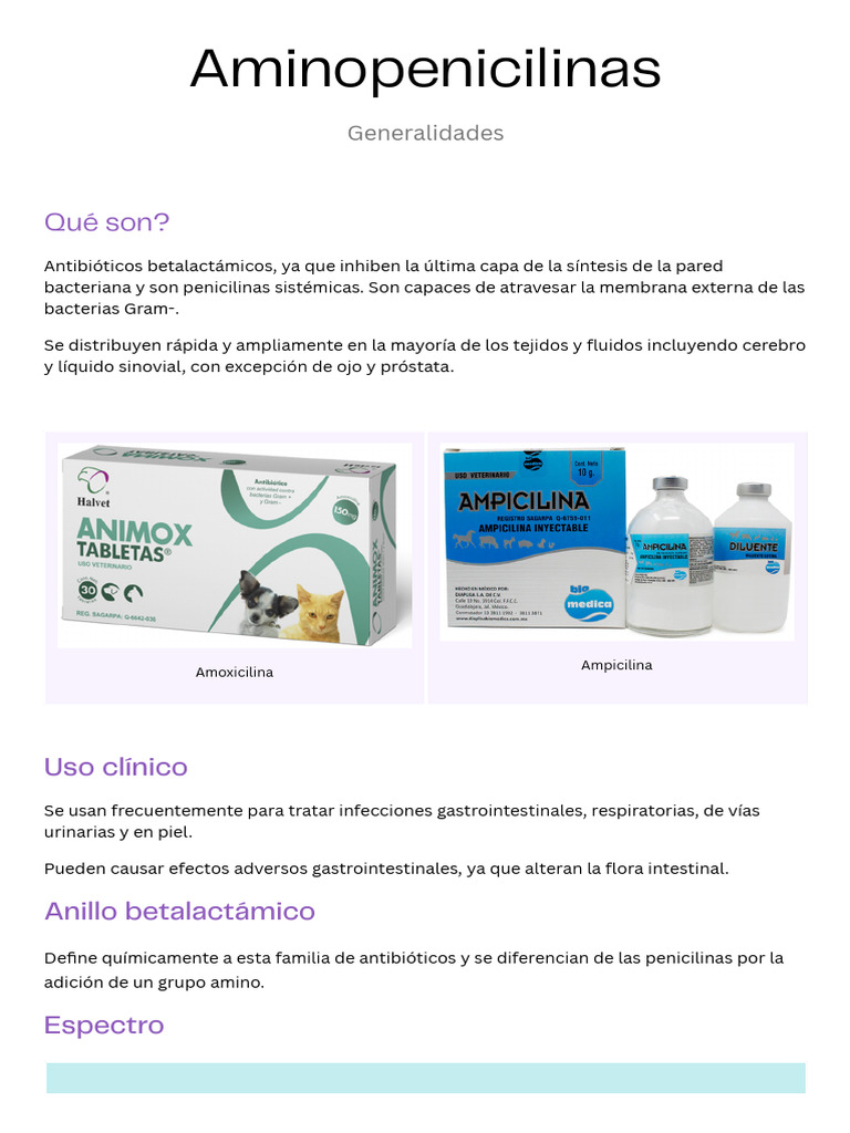 Generalidades Aminopenicilinas | PDF