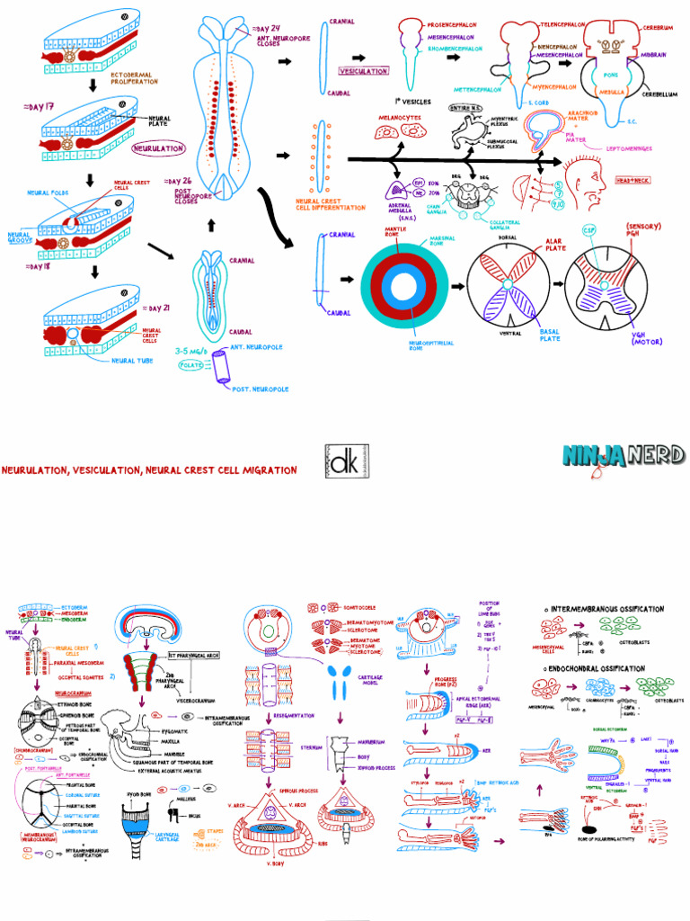 Ninja Nerd Spacial Embryology Notes | PDF