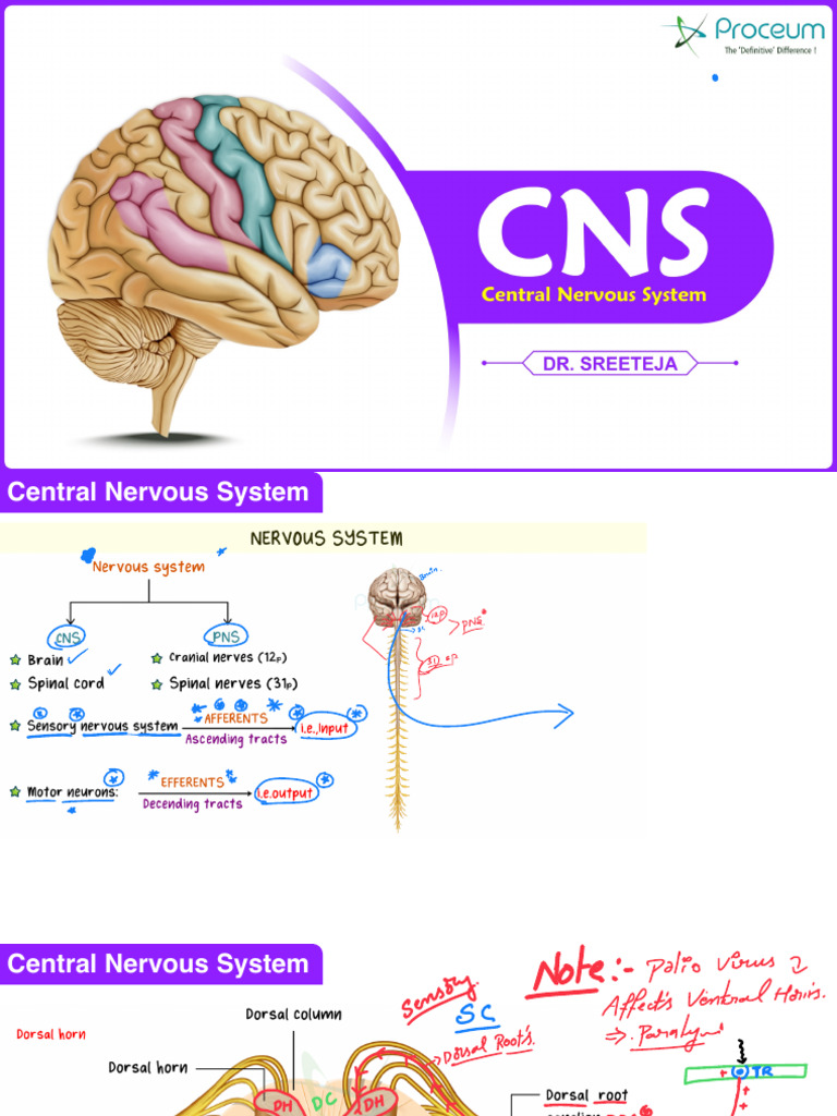 Physiology of CNS Class Notes For Fmge | PDF