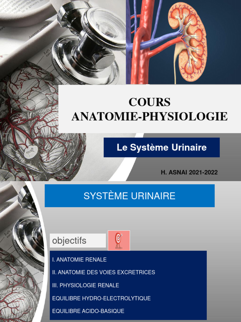 Chapitre V Systeme Urinaire | PDF | Appareil urinaire | Rein
